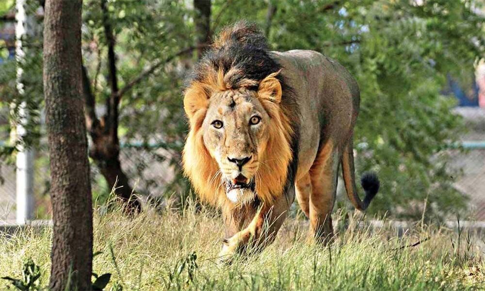 Coronavirus symptoms in eight lions at Hyderabad zoo