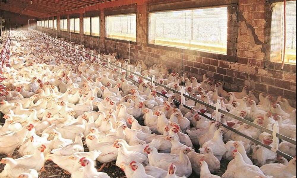 Venky's Q4FY21 results: Reports net profit of Rs 77.90 crore on sales boost