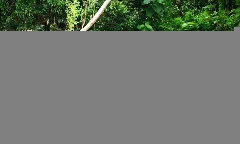 4 lakh workers engaged in NREGS works every day in Anantapur