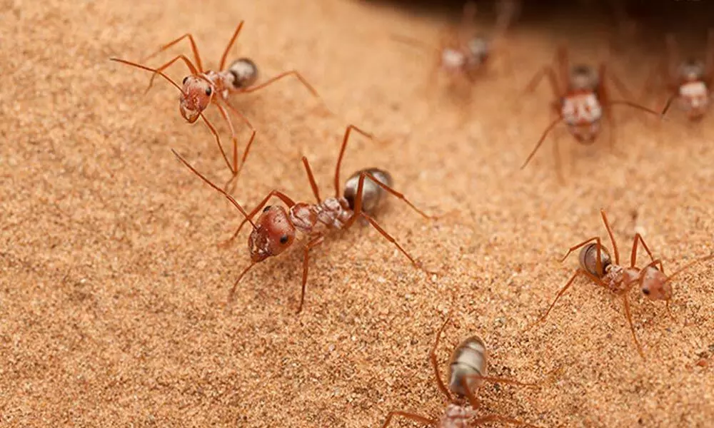 The World's Fastest Ant Has Set A New World Record, Clocking 20 Times ...