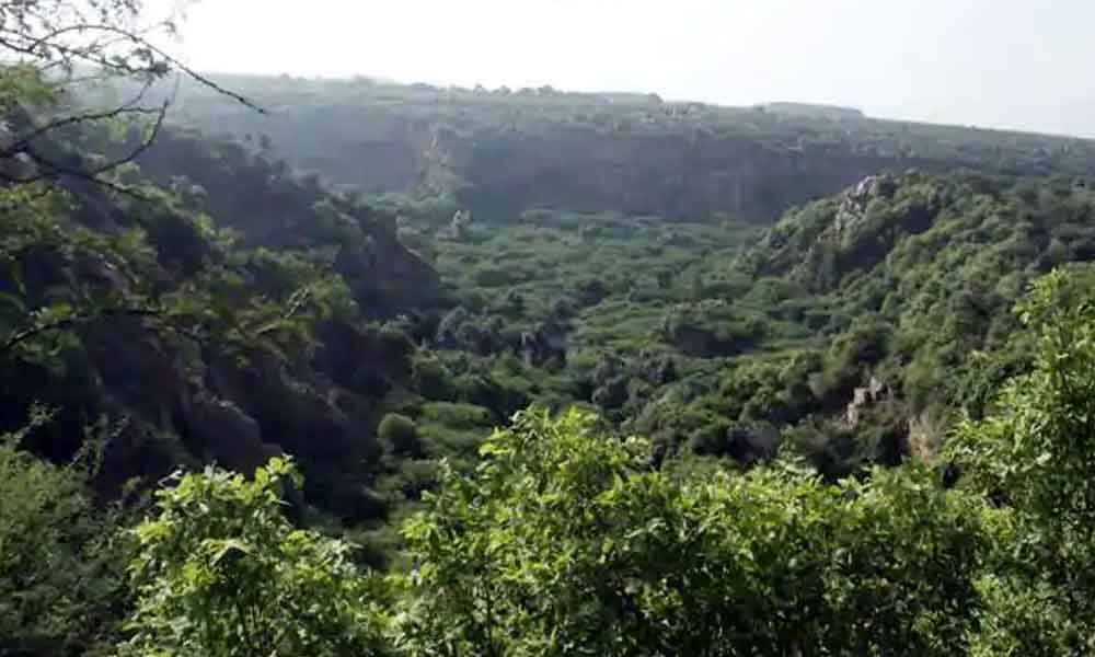 Bengaluru: Protection of deemed forest takes a beating in State