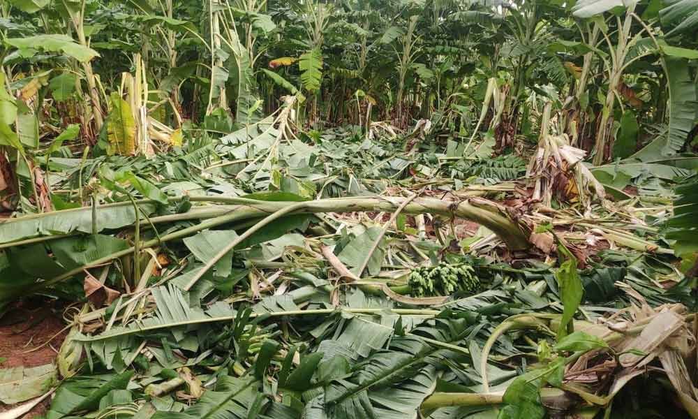 Tirupati: Elephants damage standing crops in V Kota