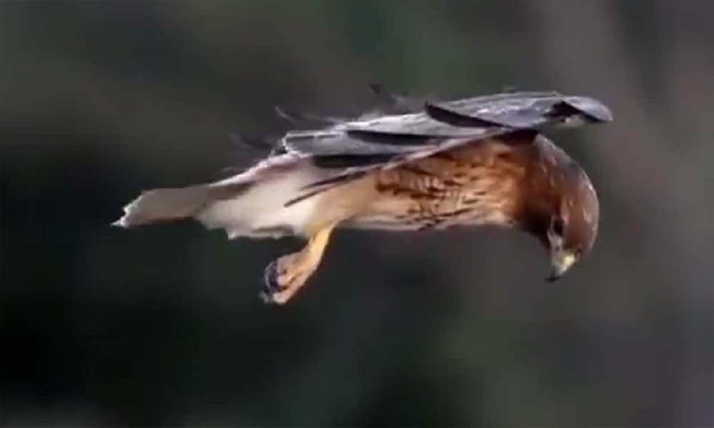 Watch The Trending Video Of The Sight Of Red-Tailed Hawk Flying While ...