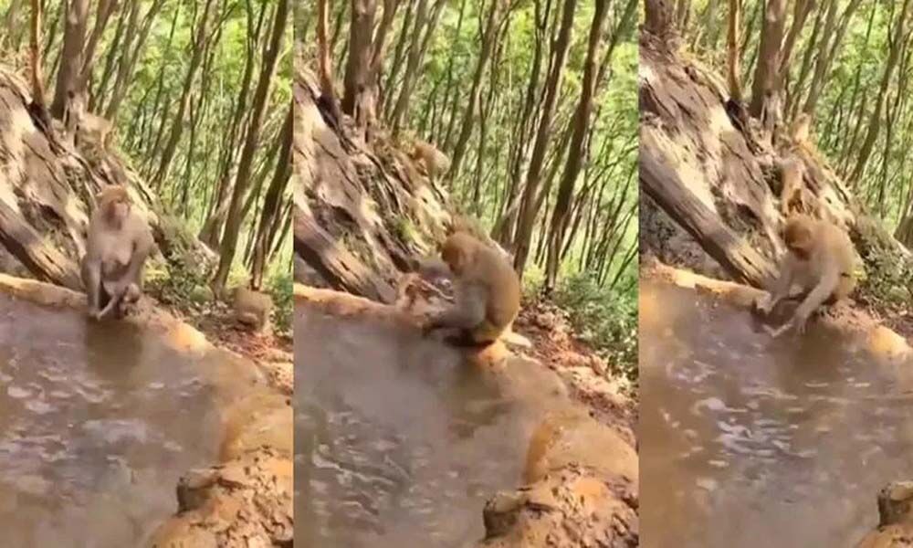 Watch The Trending Video Of A Baby Monkey Taking Bath By Her Mother
