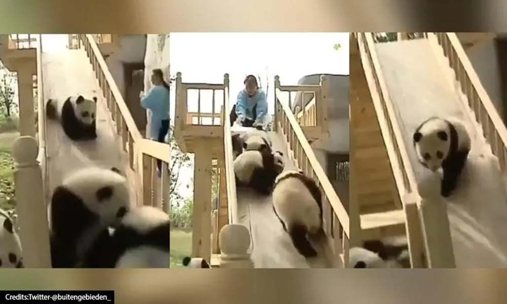 Watch The Trending Video Of The Pandas Sliding Down The Park Slide