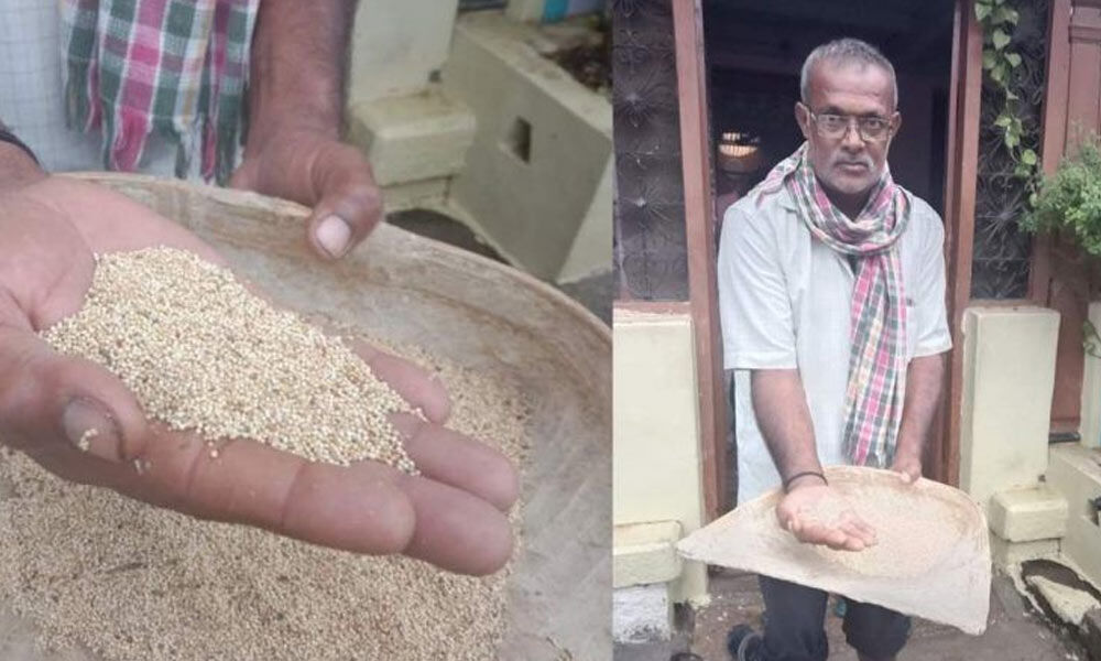 Mandya: White ragi developed by UAS scientist helps farmers reap profits