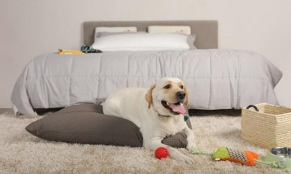 Gift your pet the most comfortable on International Dog Day