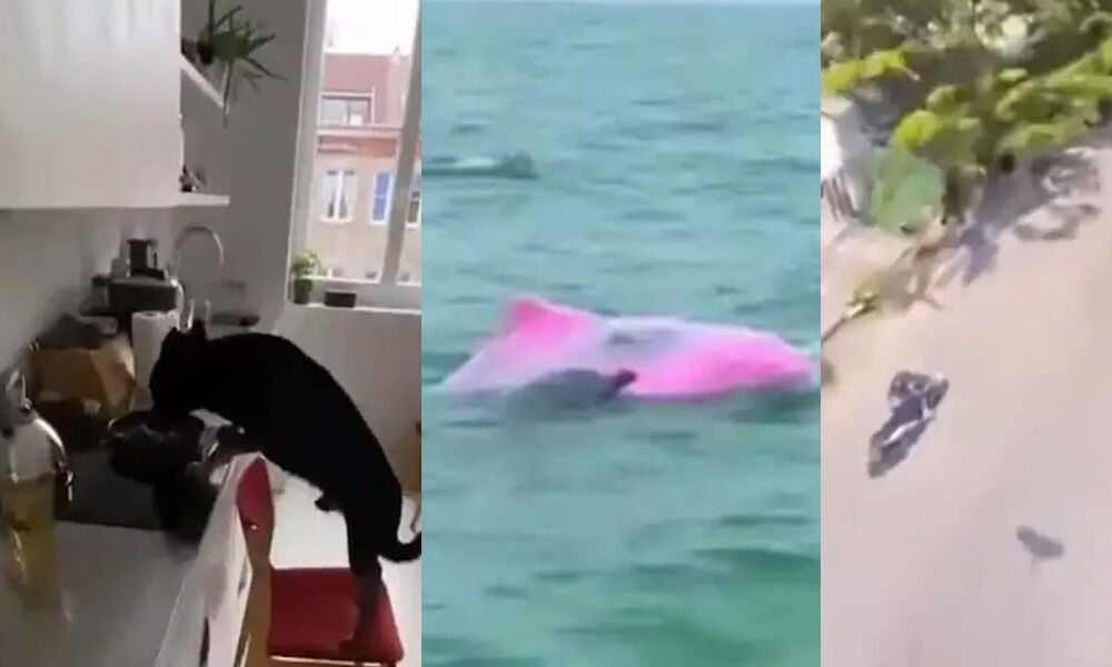 Top Trending Videos Of The Week ( August 21 - August 27 )