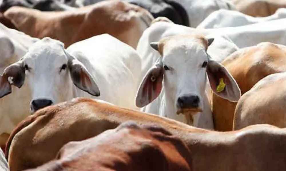 Hyderabad: Gau Gyan Foundation rescues over 1,500 cows during Bakrid