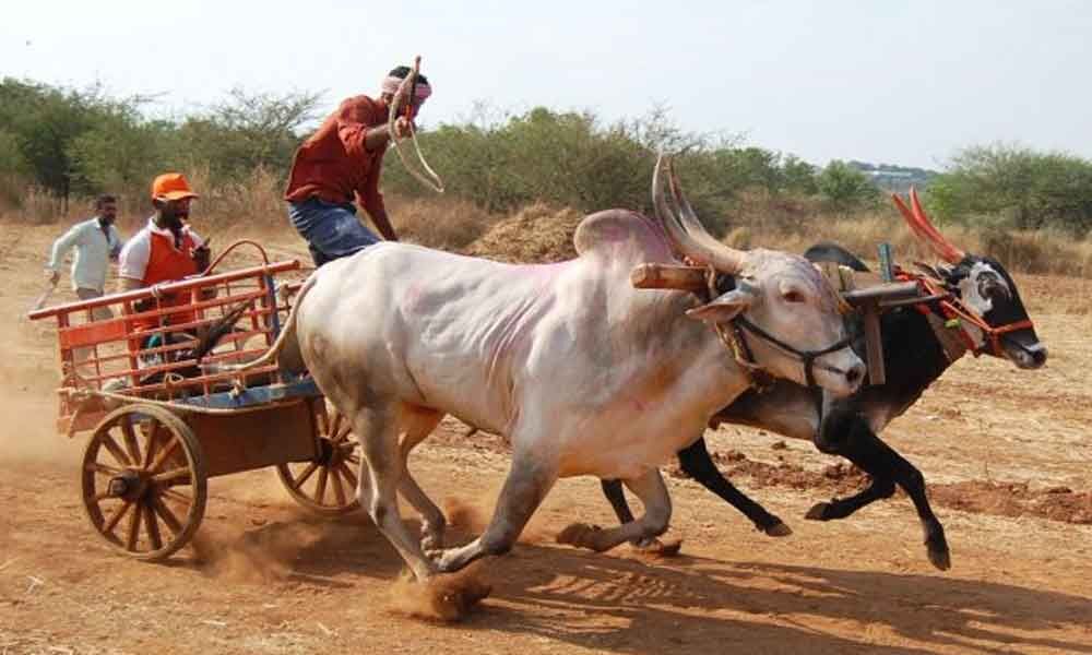 Karnataka High Court Says That Government Can Permit Bullock Cart Races