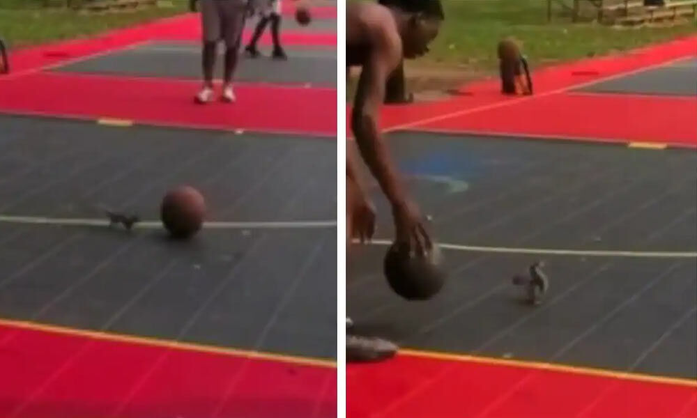 Watch The Trending Video Of A Squirrel Trying To Play Football