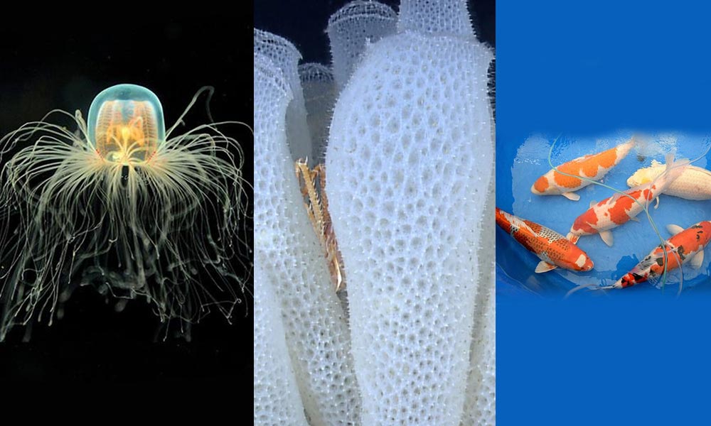 World's Longest-Living Creatures On Earth