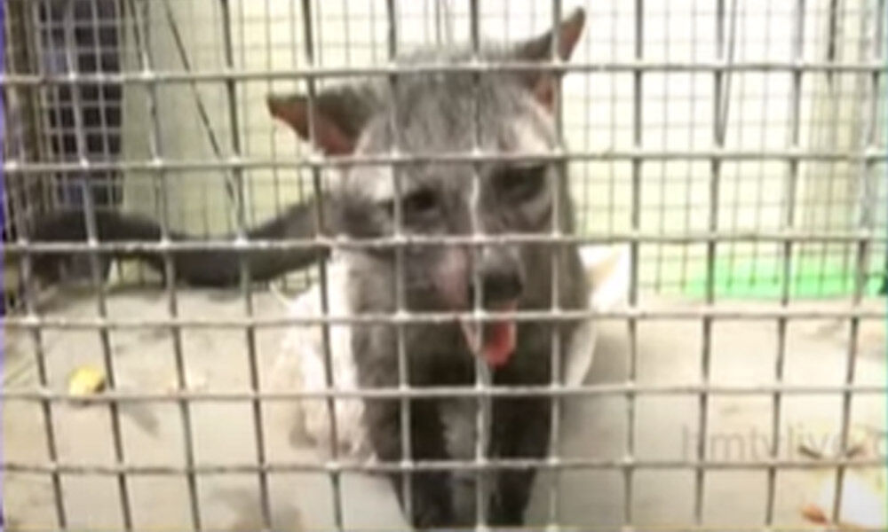 Andhra Pradesh: Rare civet cat spotted in Vijayawada, forest officials ...