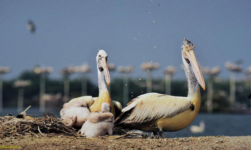 Pelican of Kolleru declared wetland ambassador