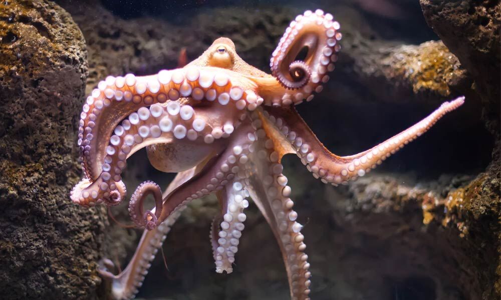 World Octopus Day