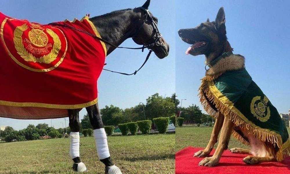 Snowy, A malinois dog and Champion, 11 year old mare have been awarded ...