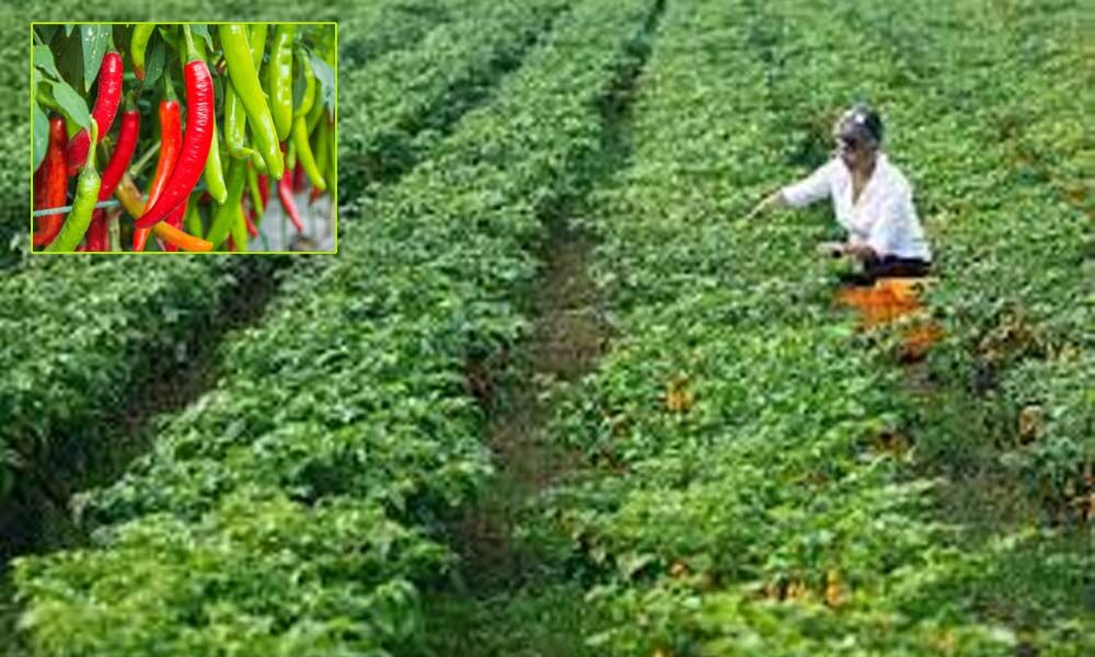Guntur: Better price expands chilli cultivation to 2.5-lakh acres