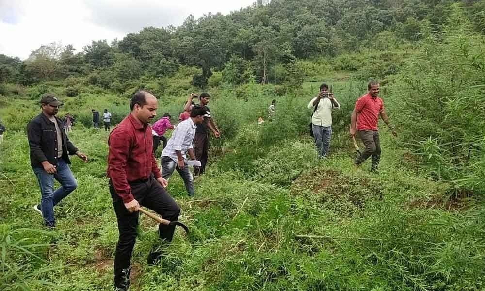 Visakhapatnam: Cops destroy ganja crop in 80 acres in Agency