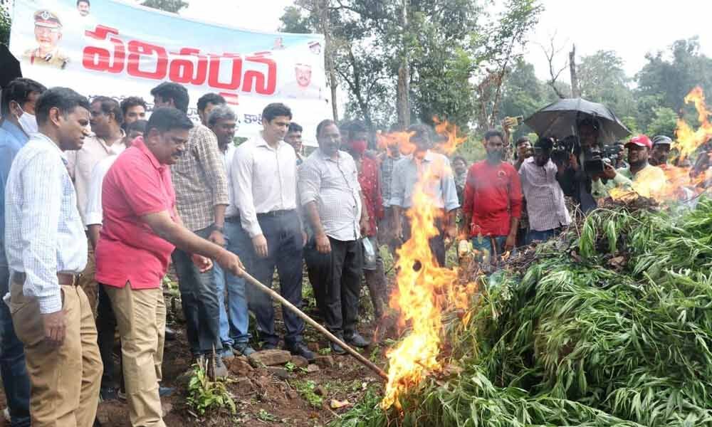 Kakinada: Ganja crops in 8 acres destroyed in dense forest