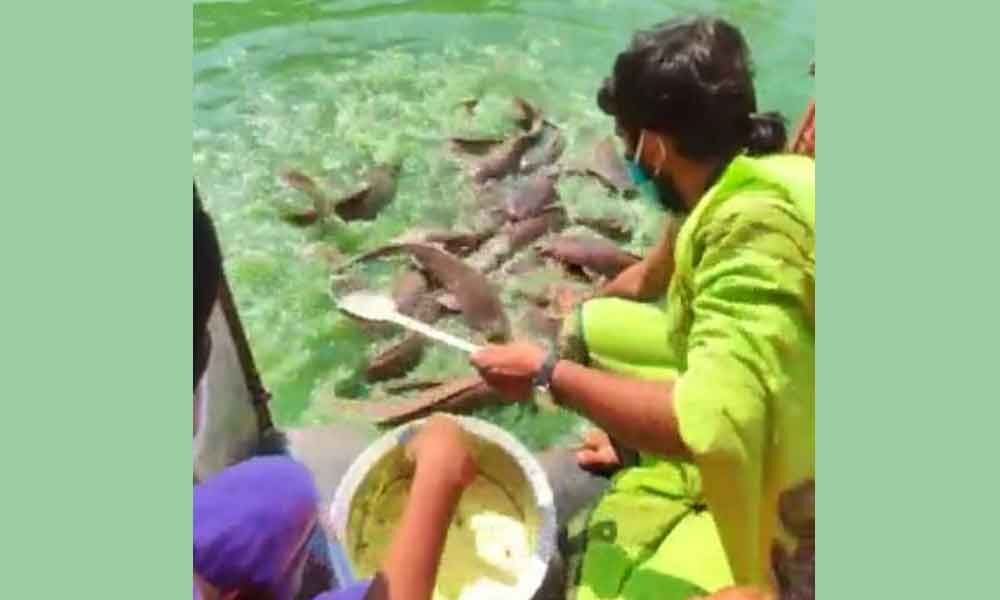 A shrine with divine fish in the temple pond