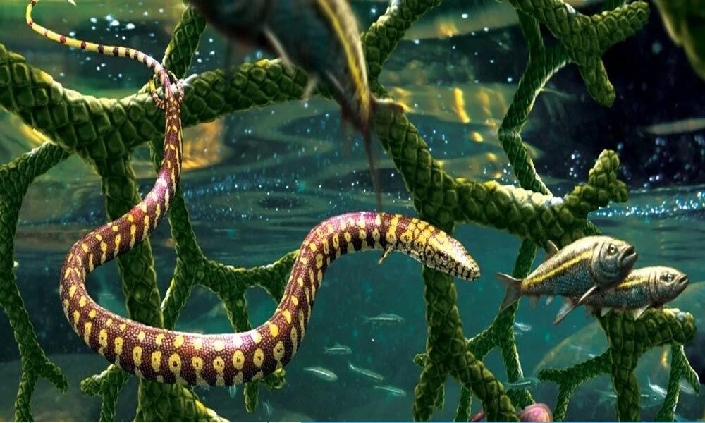 The Famous Discovery Of A Four-Legged Snake Fossil Had Been Re-Examined