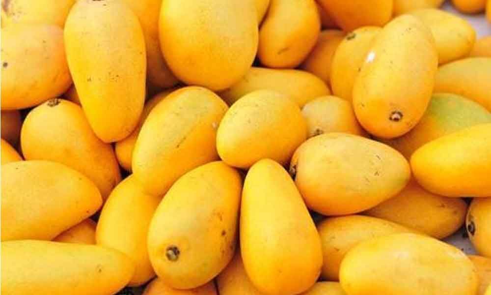 No visa for AP mangoes to enter US!