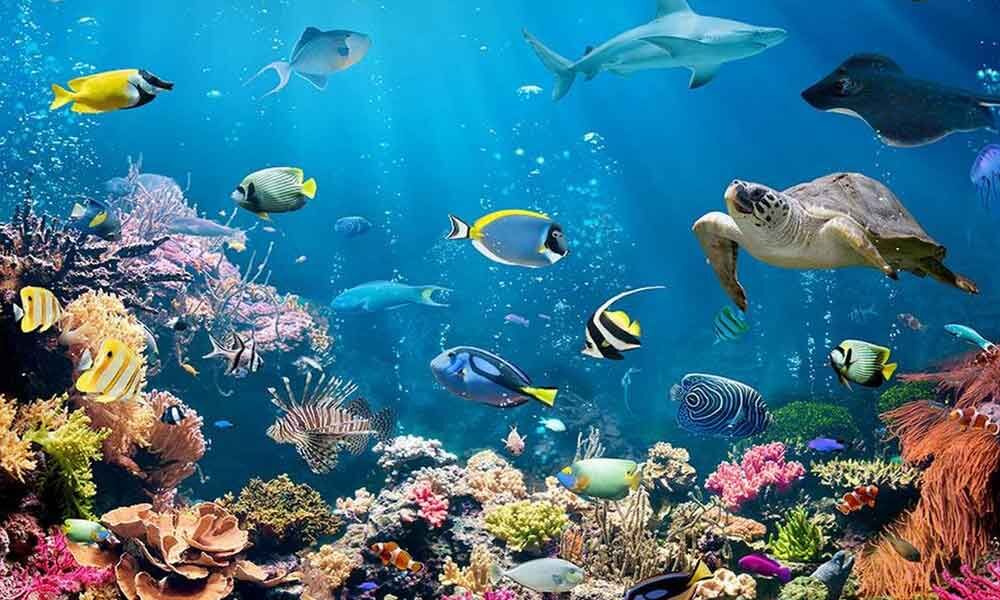 Deep Ocean Mission to harness Blue Economy, explore seabeds