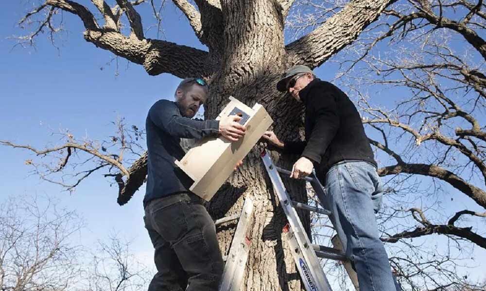 Watch The Trending Video Of A Flying Squirrel In A Decaying Oak Tree