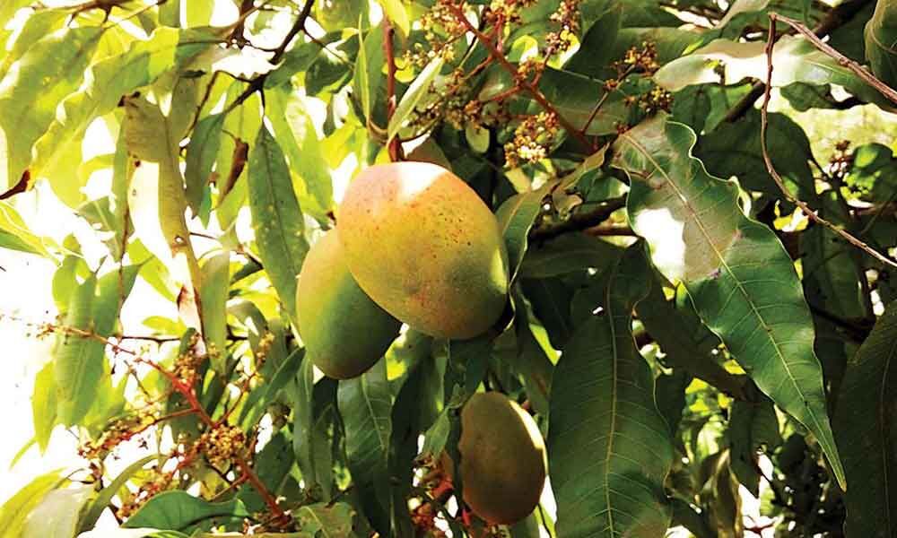 Kakinada: Delay in flowering dampens prospects of mango yield
