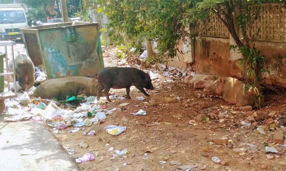 Visakhapatnam: Residents root for a colony free of pigs