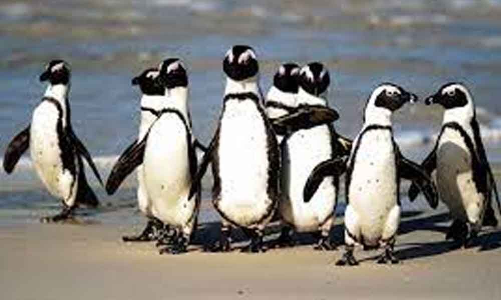 Penguin Awareness Day