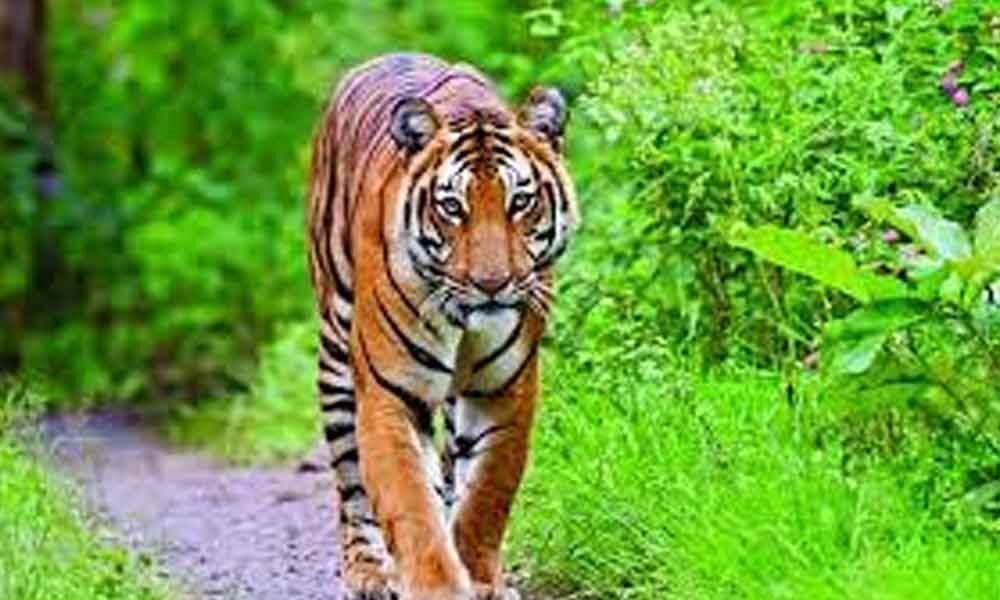 Tiger census begins in Bandipur National Park