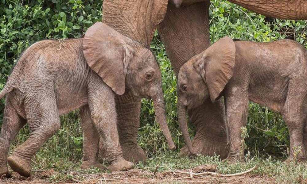 Elephant gives birth to twins: Conservationists say, it's rare event