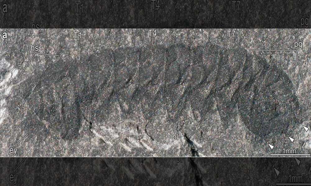 Spider Evolution Could Be Explained by Tiny 500-Million-Year-Old Fossils