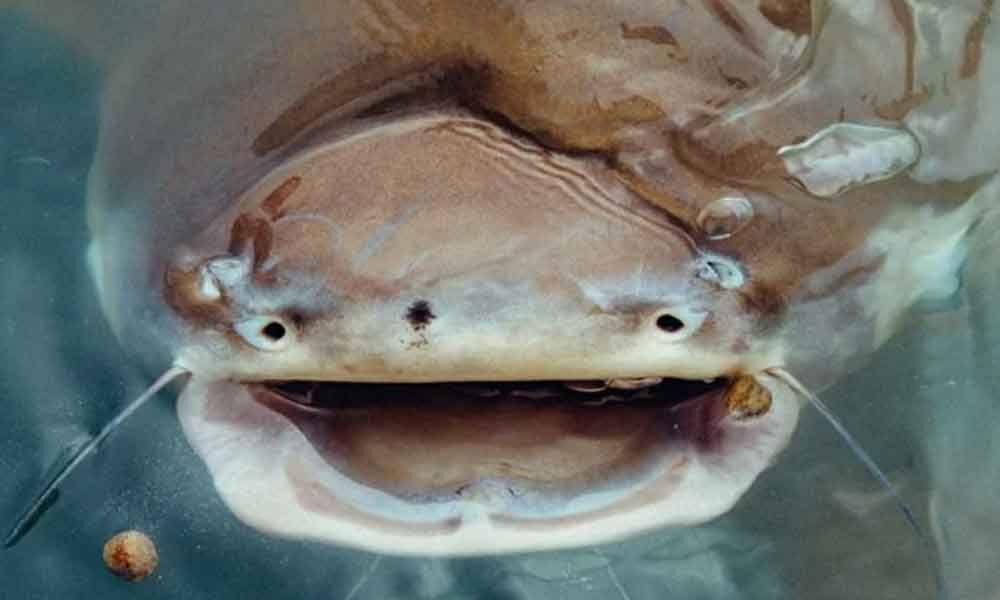 New Study Revealed That Fishes Have Voice That Can Be Heard
