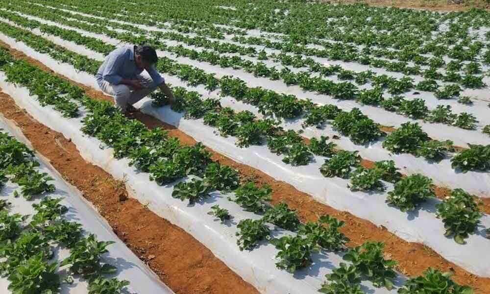 Strawberry farms here offer a unique experience for tourists