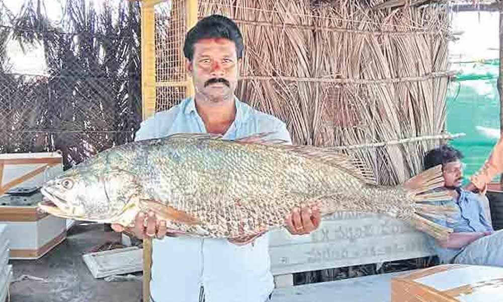 Andhra Pradesh: Fisherman catches giant 18 kg fish, sells it for Rs. 1. ...
