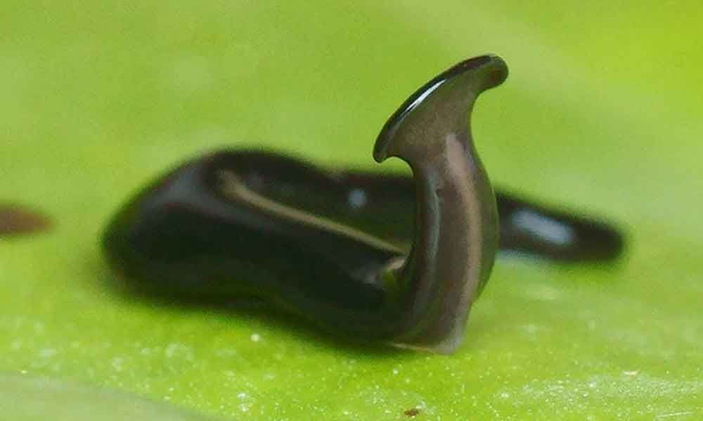 Scientists Gave Specific Name To A New Species Of Flatworm After ...