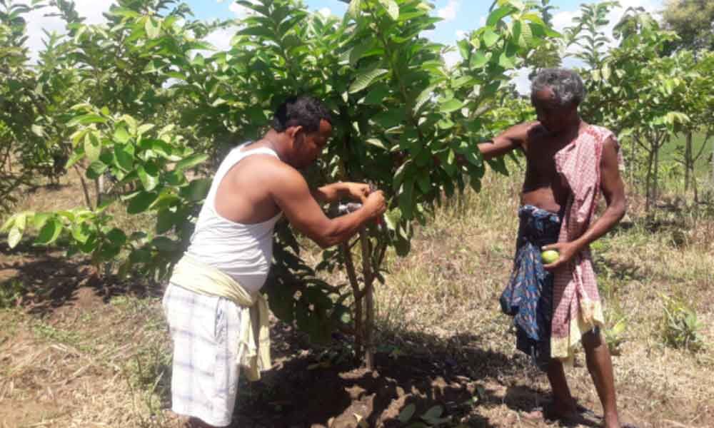 Photographer turns successful farmer