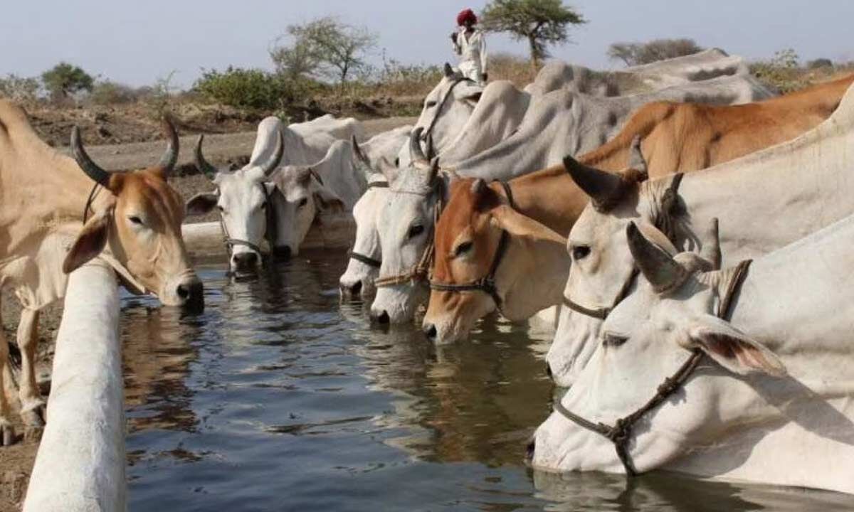 Desi cow nos. on the decline, wake up!