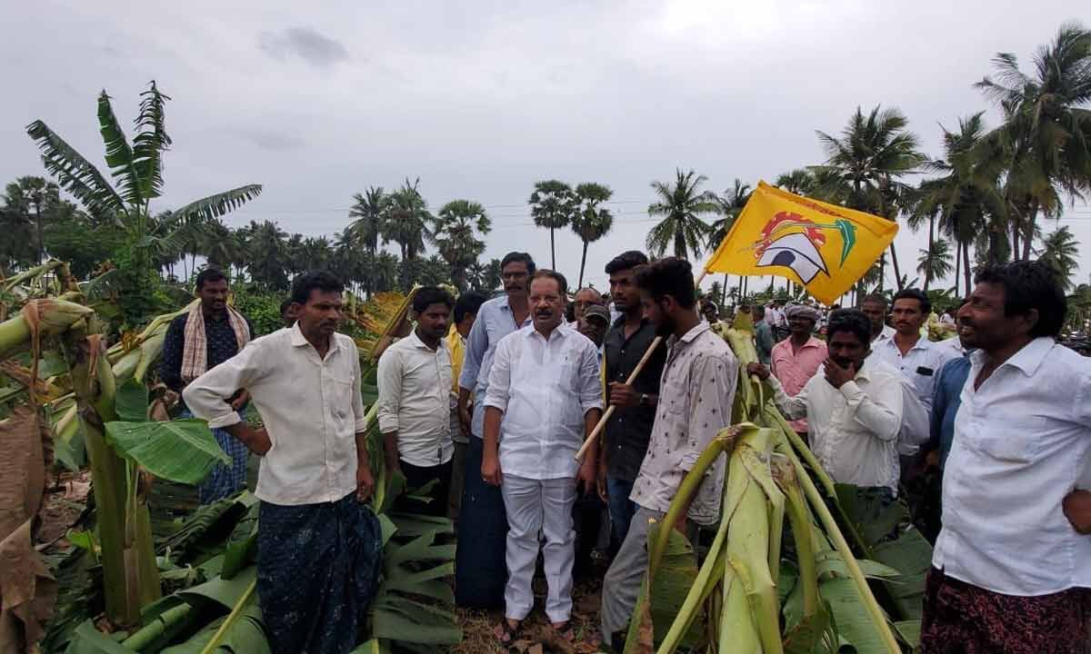 Bapatla: TDP demands compensation to damaged crops