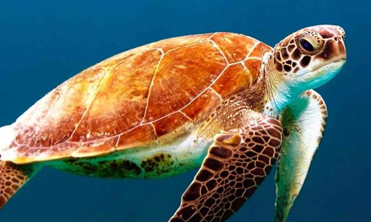 World Turtle Day