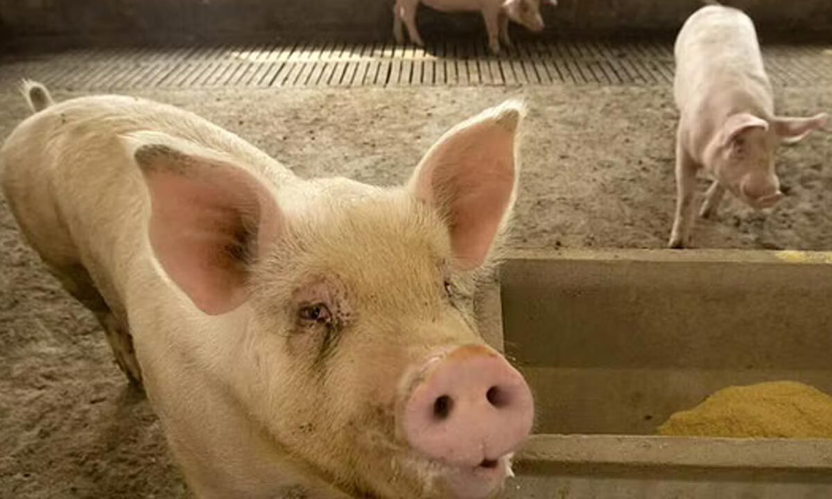 Sikkim bans sale of pigs after African Swine Fever cases detected in state