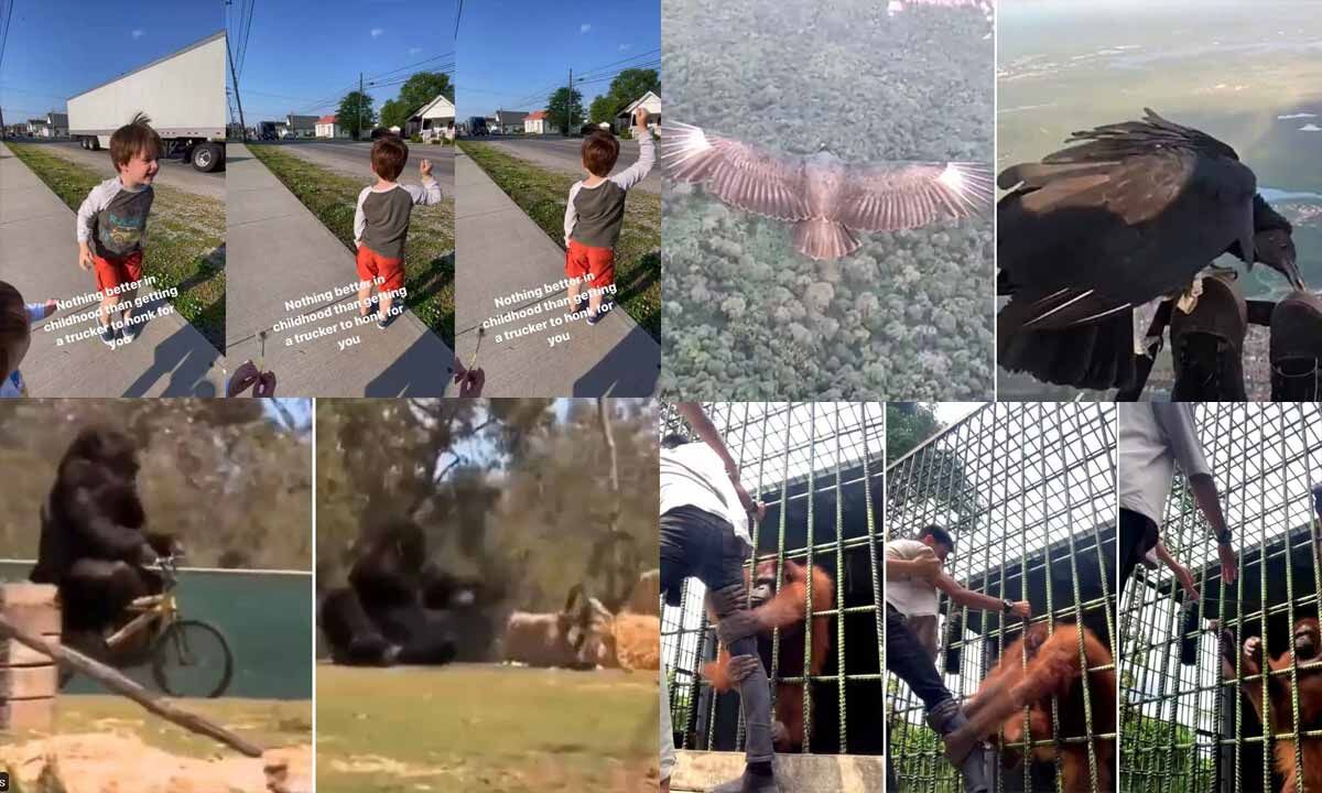 Top Trending Videos Of The Week (4 June - 10 June)