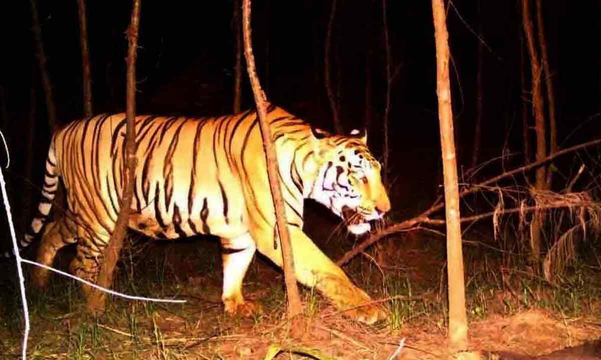 Elusive Bengal tiger moves to new territory