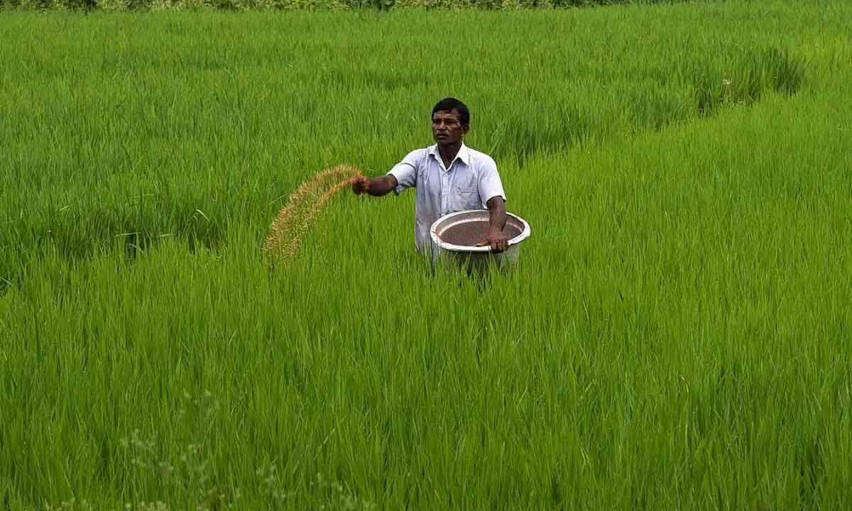 Rythu Bandhu only for farmlands from now?