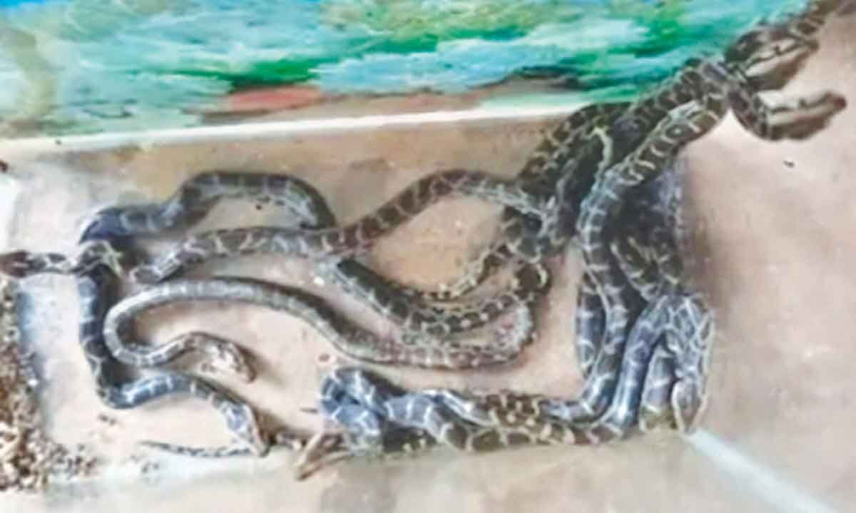 8 python hatchlings born via artificial incubation released in forest
