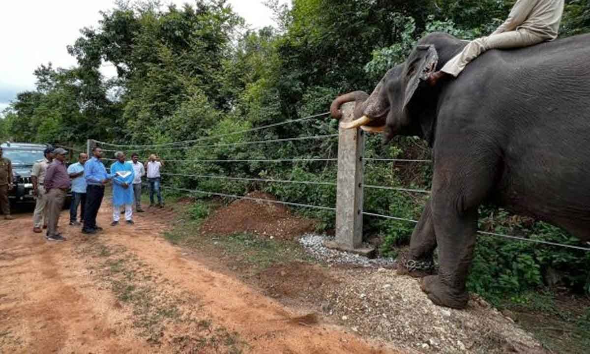 As a first, now steel wire rope fences to control jumbos