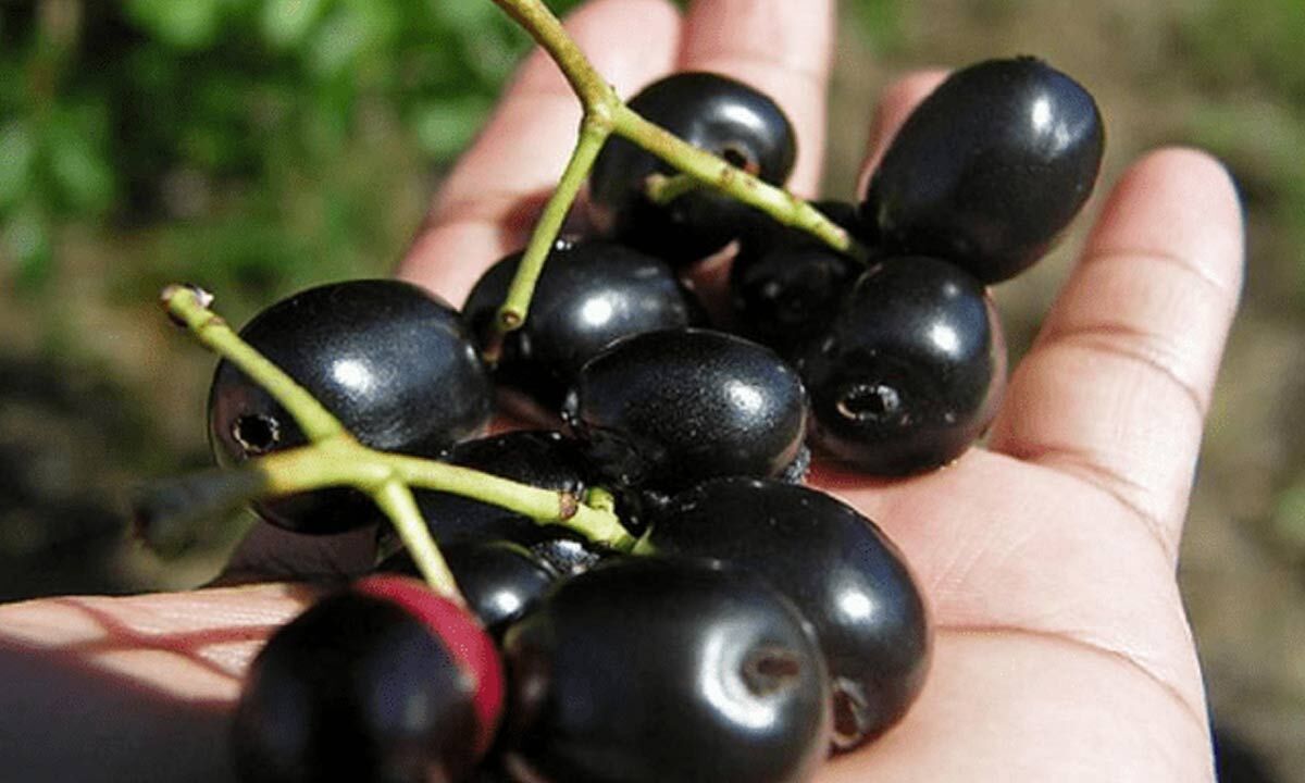 Beluguppa: Blackberries cultivation fetches profits to farmers