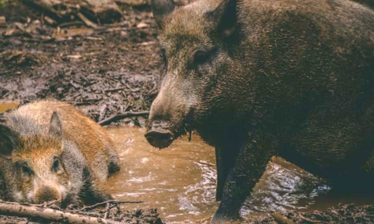 Anthrax Outbreak Found In Kerala's Athirappilly Forest